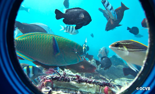 Busena Marine Park | Feel Okinawa